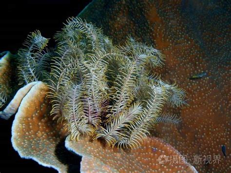 海百合图片配图网