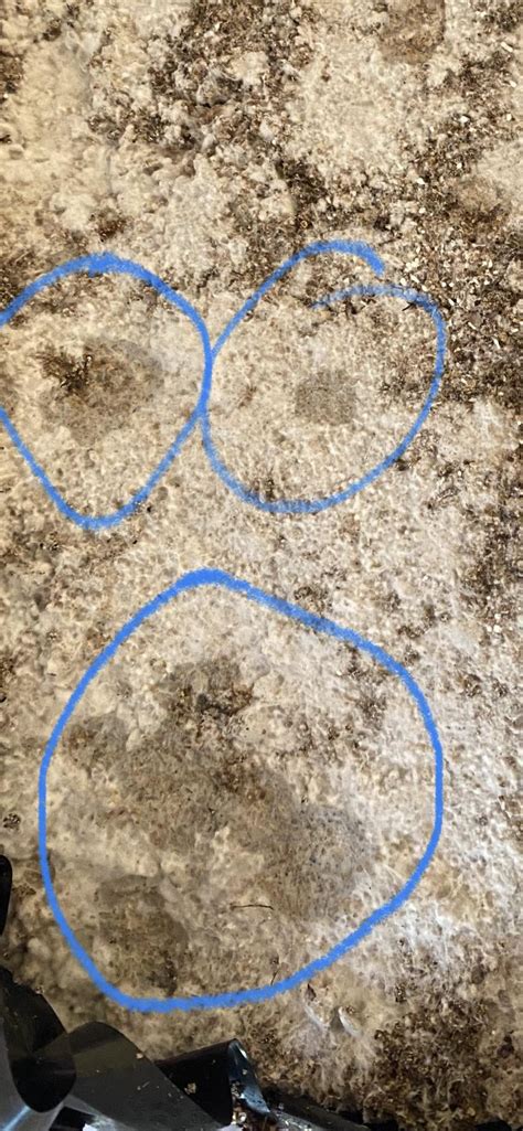 Whats The Miscoloration In My Substrate Im Nervous Hopefully Its