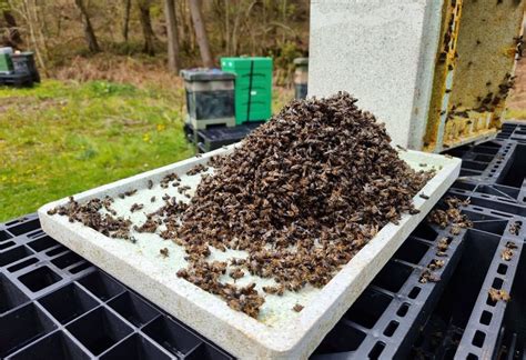 5 Ways To Stop Your Bees Dying In Winter