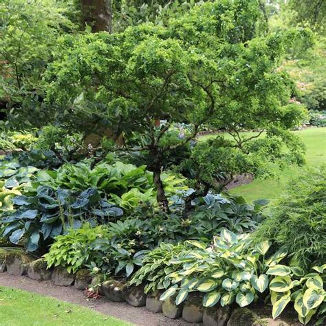 Hosta Bladlilje Stauderiket Blogg