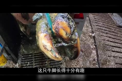 外国小哥发明 牛蹄修剪机”，画面极度舒适画面外国