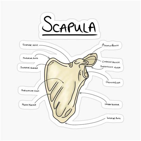 Blank Scapula Diagram Aqa Gcse Physical Education Blank Skeleton