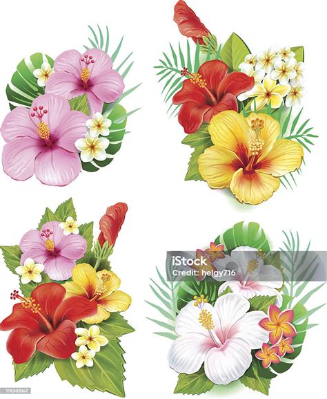 Arrangement From Hibiscus Flowers向量圖形及更多木槿圖片 木槿 花 夏威夷文化 Istock
