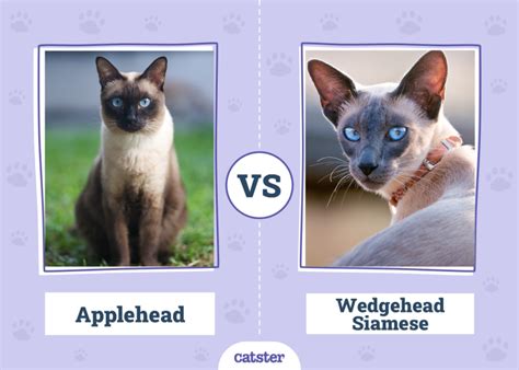 Applehead Vs Wedgehead Siamese Key Differences With Info And Pictures