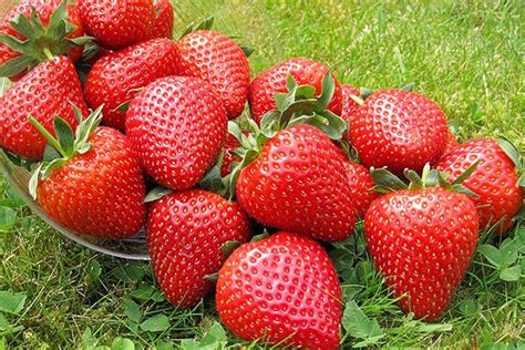 Саженцы ремонтантной клубники Вивара купить в Иркутске – цена 220 ...