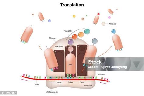 대핵 세포에서 번역의 다이어그램 Mrna 리보솜 Trna 폴리펩타이드 리보솜에 대한 스톡 벡터 아트 및 기타 이미지 리보솜