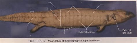 Necturus Muscles 1 Diagram Quizlet