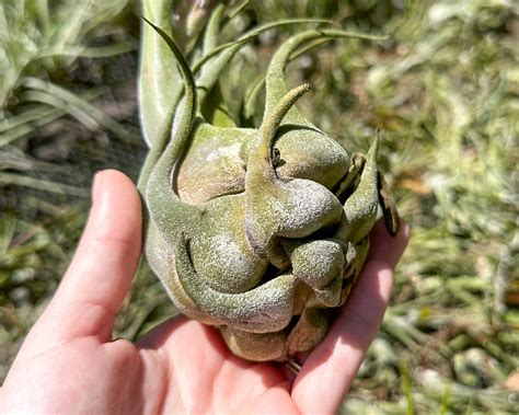Air Plants With Brown Bases How To Tell Whats Normal And Whats Not