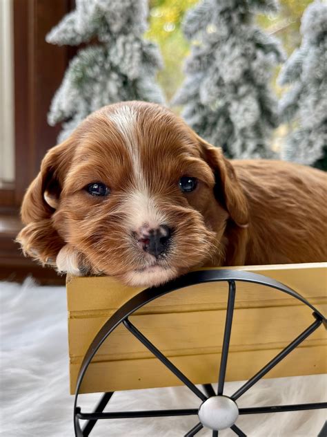 Ginger Cavapoo Puppy 💗 Sold Precious Pups Usa