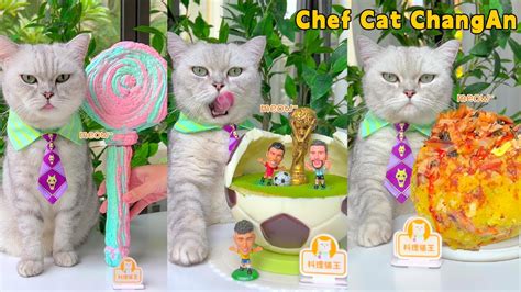 Chef Cat S Newest Recipes That Will AMAZE YOU Cat Cooking Food