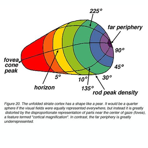 The Primary Visual Cortex By Matthew Schmolesky Webvision