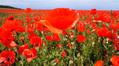 Amapolas Flores Campo De Free Video On Pixabay Pixabay