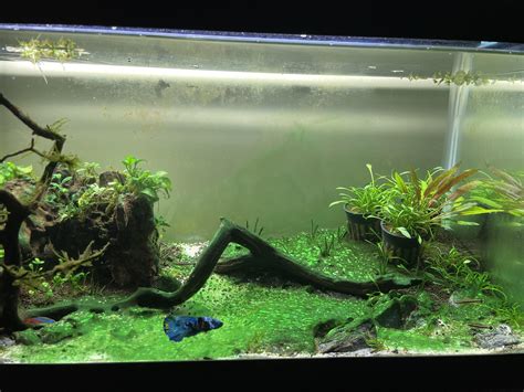 Green Slime Algae R Aquariums