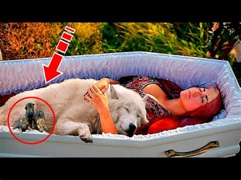 Волчица родила прямо на покойнице во время похорон. Дальше произошло ...