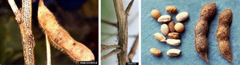 Symptoms Of D Phaseolorum Var Sojae And Phomopsis Sojae On Soybean