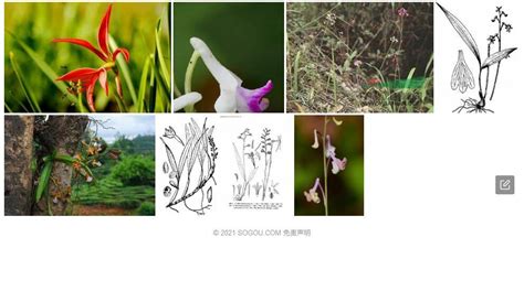 筒瓣兰 Anthogonium gracile 拉丁名学名属名科名植物生活型图片