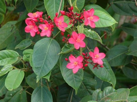Jatropha Integerrima Acacia Llc
