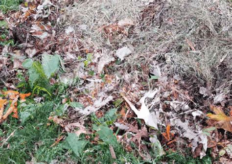 Can You Make Compost With Just Grass And Leaves Obsessed Lawn And Garden