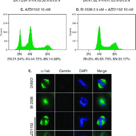 Experimental Effects Of Combined Plk1 And Aurora B Inhibitors On Hela Download Scientific