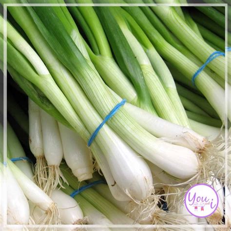 Jual Biji Benih Sayur Daun Bawang Unggul Kota Semarang You And I