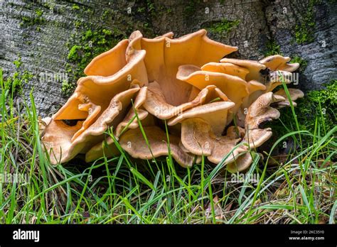 Giant Polypore Black Staining Polypore Meripilus Giganteus And Trametes Fungi Growing At