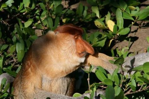 Proboscis Monkey Facts Top 10 Interesting Facts About Proboscis Monkey