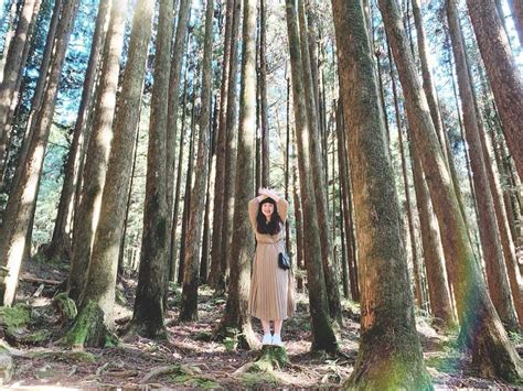 【嘉義】森林裡看電影！阿里山「星空電影院」夢幻登場，千年神木星空下看電影，呼吸芬多精氣息，放鬆身心靈，仲夏夜最浪漫行程來這裡 好想去喔