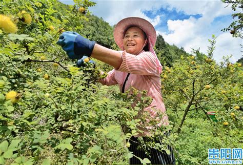 清镇市流长乡小小刺梨 助农增收致富