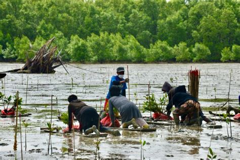 BRGM Gelar Sekolah Lapang Masyarakat Percepat Rehabilitasi Mangrove ANTARA News