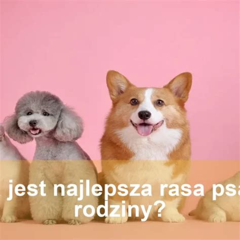 Jaka Rasa Psa Jest Najzdrowsza Wiat Ps W