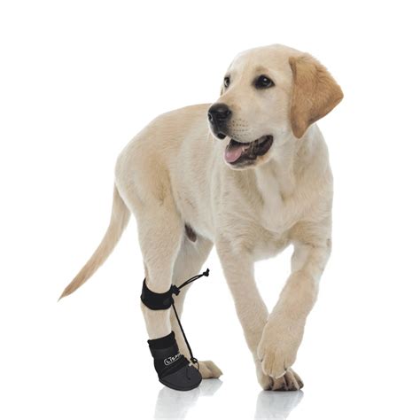 Dog Toe Up Brace For Knuckling Paw Dragging And Rehab Lispoo