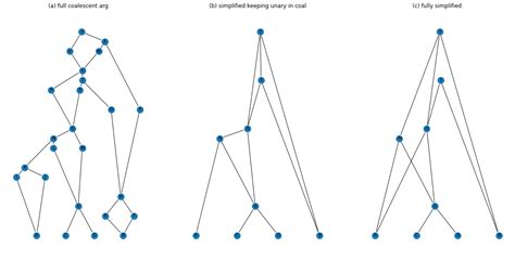 Figure Which Nodes Are Optional In An Edge Annotated Arg Issue Tskit Dev What Is An