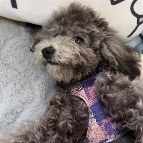 Puppytie 莫內風 暗夜藍 M 寵物胸背帶牽繩組 狗胸背 貓胸背 背心胸背 防暴衝 可調節 Pchome 24h購物