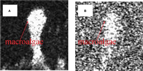 figure 2 from a simple method for estimating macroalgae area under