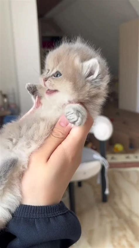 Pin De Just Cuteness😻 Em Cute Kittens Em 2024 Bichinhos Bonitinhos