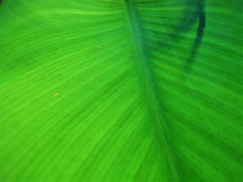 Free Images Grass Light Sunlight Flower Petal Environment