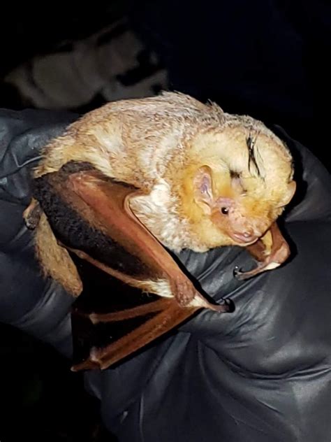Mist Netting At Strawberry Plains Audubon Center Mississippi Bat