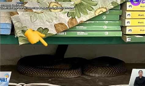 Makamandag Na Philippine Cobra Nakita Sa Loob Ng Silid Aralan Sa