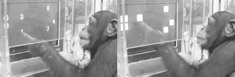 Chimpanzee Intelligence The Vala Chimp Torians Of The Sanctuary