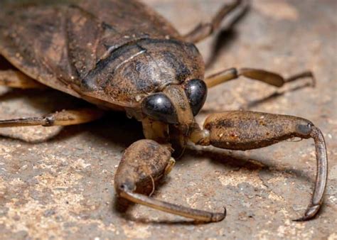 12 Ugly Insects To Avoid Creepy Facts Photos Parasites Bugs Storyteller Travel