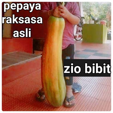 Jual Bibit Benih Biji Pepaya Raksasa Langka Bangkok Original Shopee