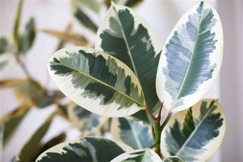 Variegated Rubber Tree Plant