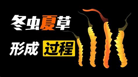 冬虫夏草究竟是“植物”还是“动物”？还原虫草形成全过程！ Youtube