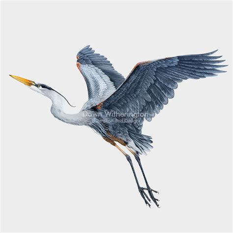 Great Blue Heron In Flight Drawnbydawn