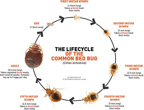 Bed Bugs — Extension Entomology