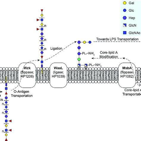 Proposed Model For The Lps Biosynthetic Pathways In H Pylori H Download Scientific Diagram