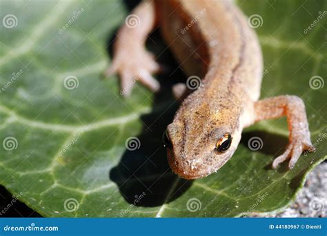 Smooth Newt Or Common Newt Lissotriton Vulgaris Stock Image Image