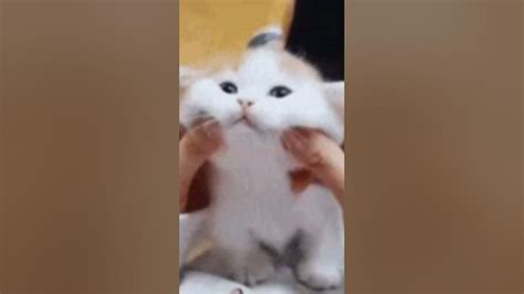 Милый котик ️ Youtube