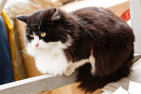 Tuxedo Cat Long Hair A Special And Unique Cat 2025