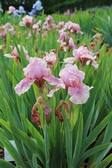Iris Raspberry Blush Beth Chattos Plants And Gardens Alpine Plants